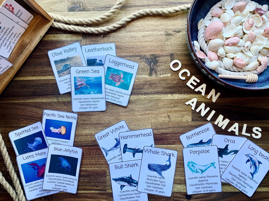 Ocean Animal Flashcards, Ocean Information Cards, Homeschool ...