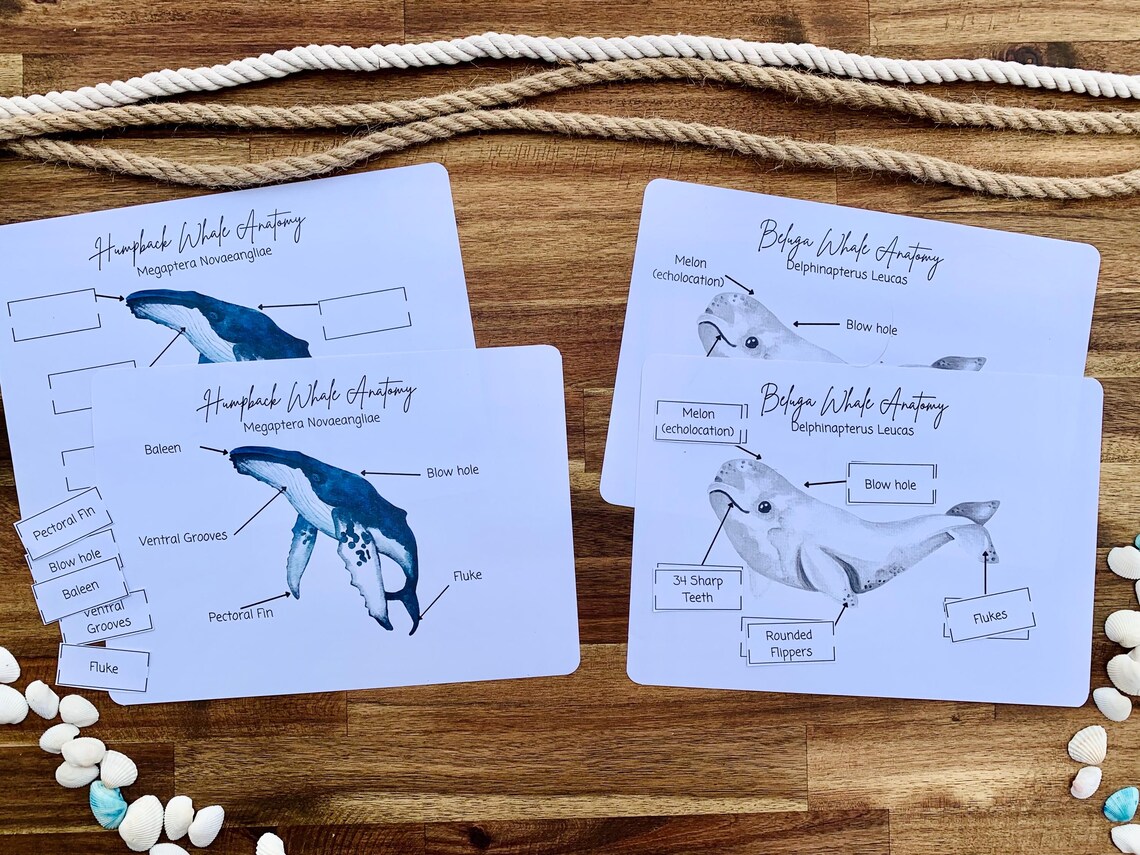 Whale Anatomy's Activities, Anatomy's of Whales, Ocean Animal Anatomy ...