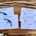 Whale Anatomy's Activities, Anatomy's of Whales, Ocean Animal Anatomy ...