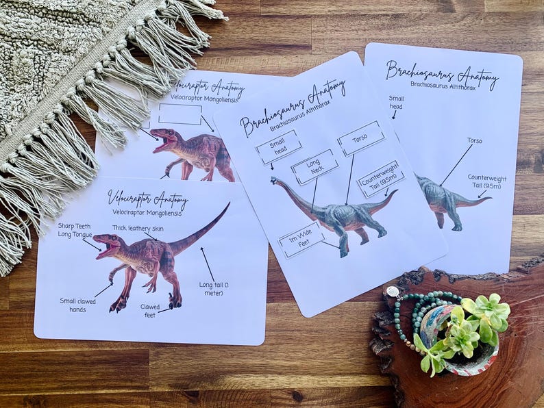 Dinosaur Anatomy Activities, Anatomy's of Dinosaurs, Homeschool ...