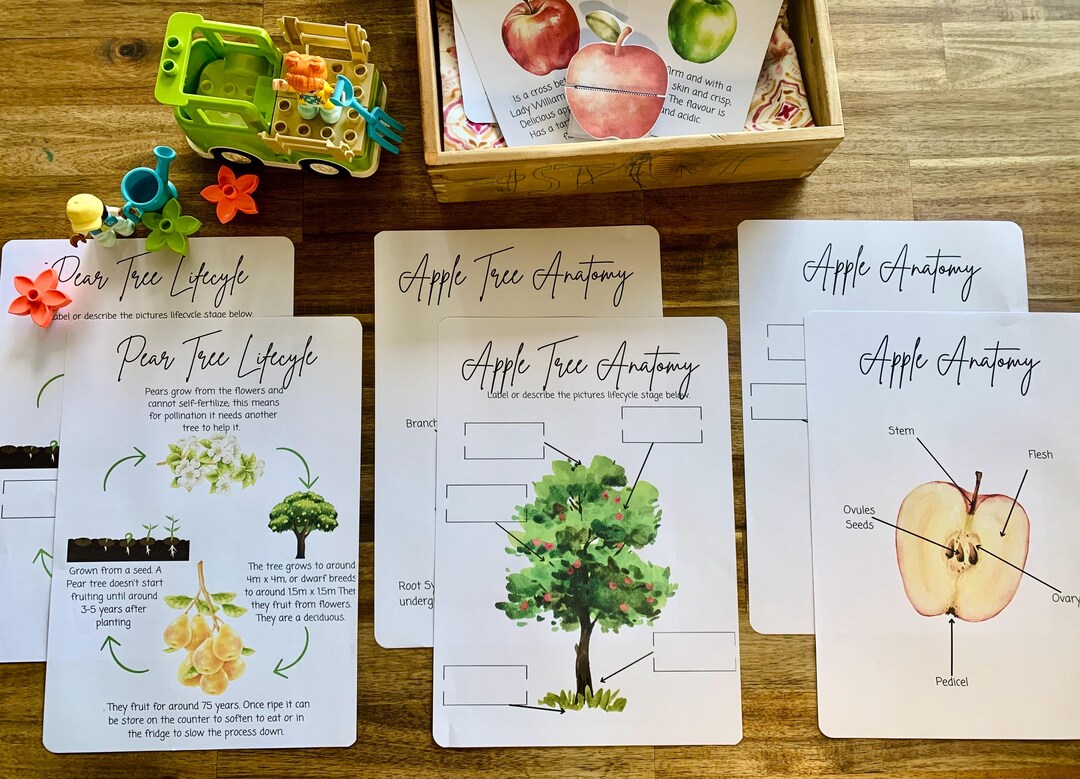 Fruit Unit Study Homeschool, Educational Resource, Morning Basket ...