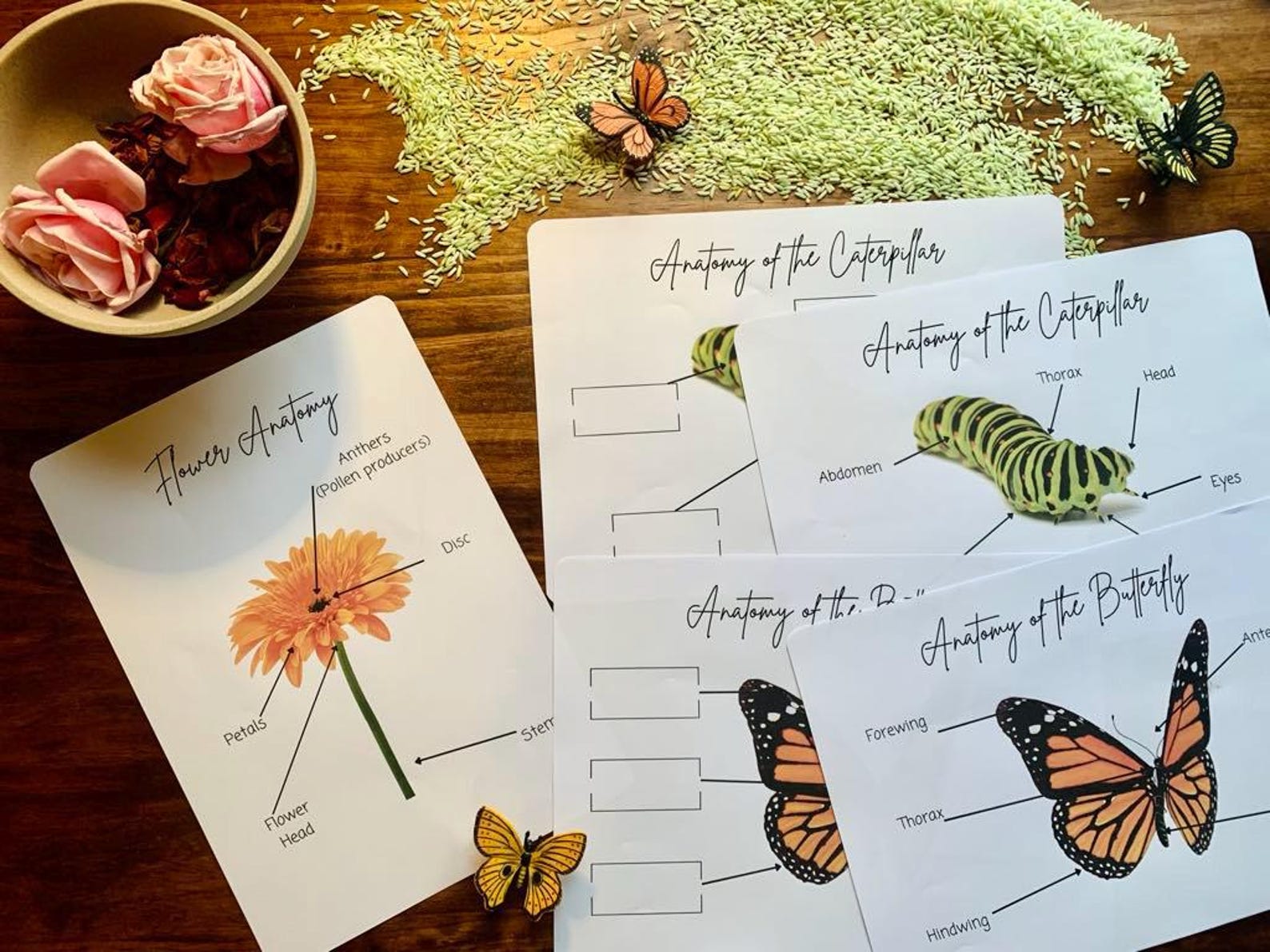 Butterfly, Caterpillar Bug Unit Study Homeschool, Educational Resource ...