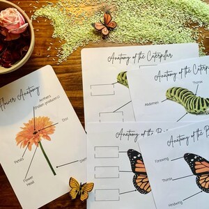 Butterfly, Caterpillar Bug Unit Study Homeschool, Educational Resource ...