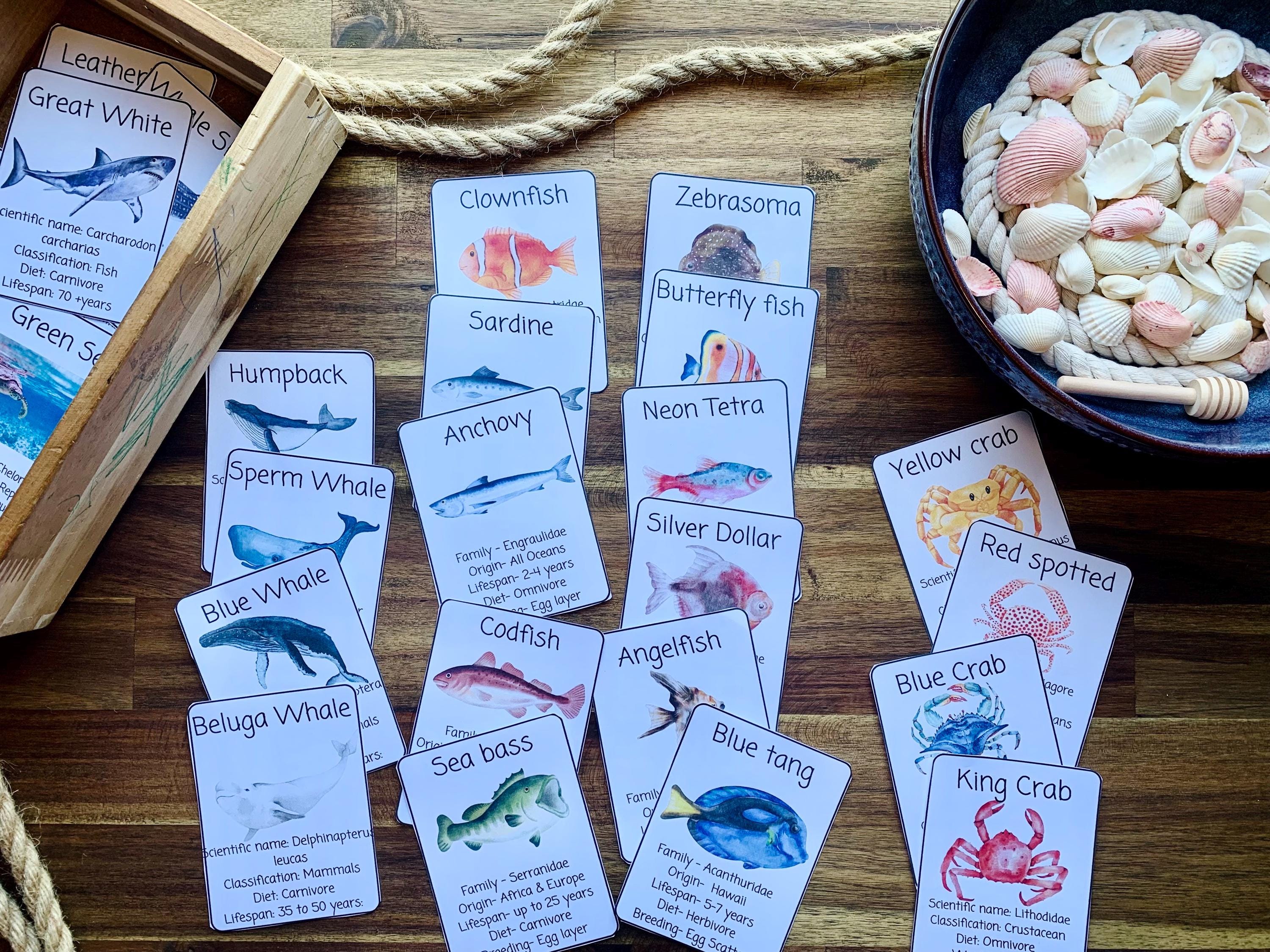 Ocean Animal Flashcards, Ocean Information Cards, Homeschool ...