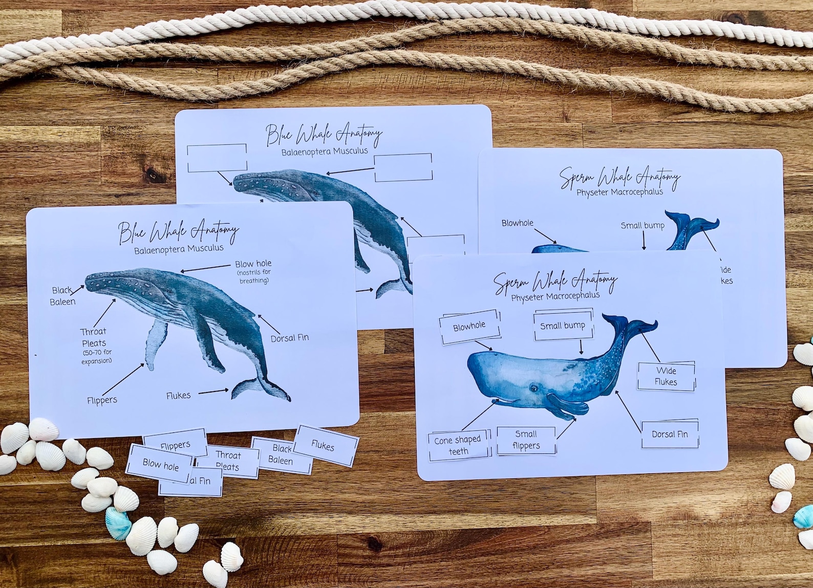 Whale Anatomy's Activities, Anatomy's of Whales, Ocean Animal Anatomy ...