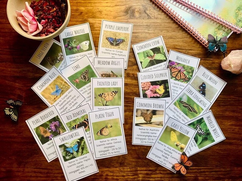Butterfly, Caterpillar Bug Unit Study Homeschool, Educational Resource ...