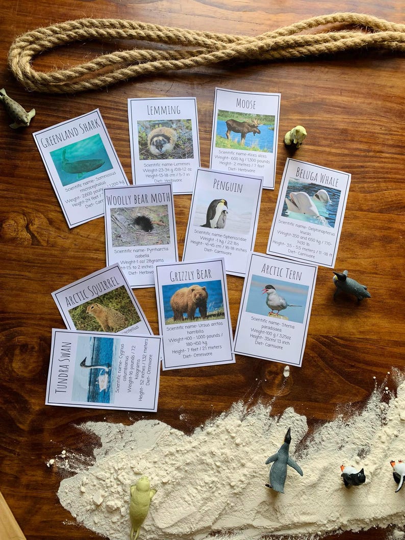 Arctic Animal Flashcards, Animal Information Cards, Homeschool ...