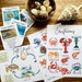 Ocean Unit Study Homeschool, Educational Resource, Morning Basket ...