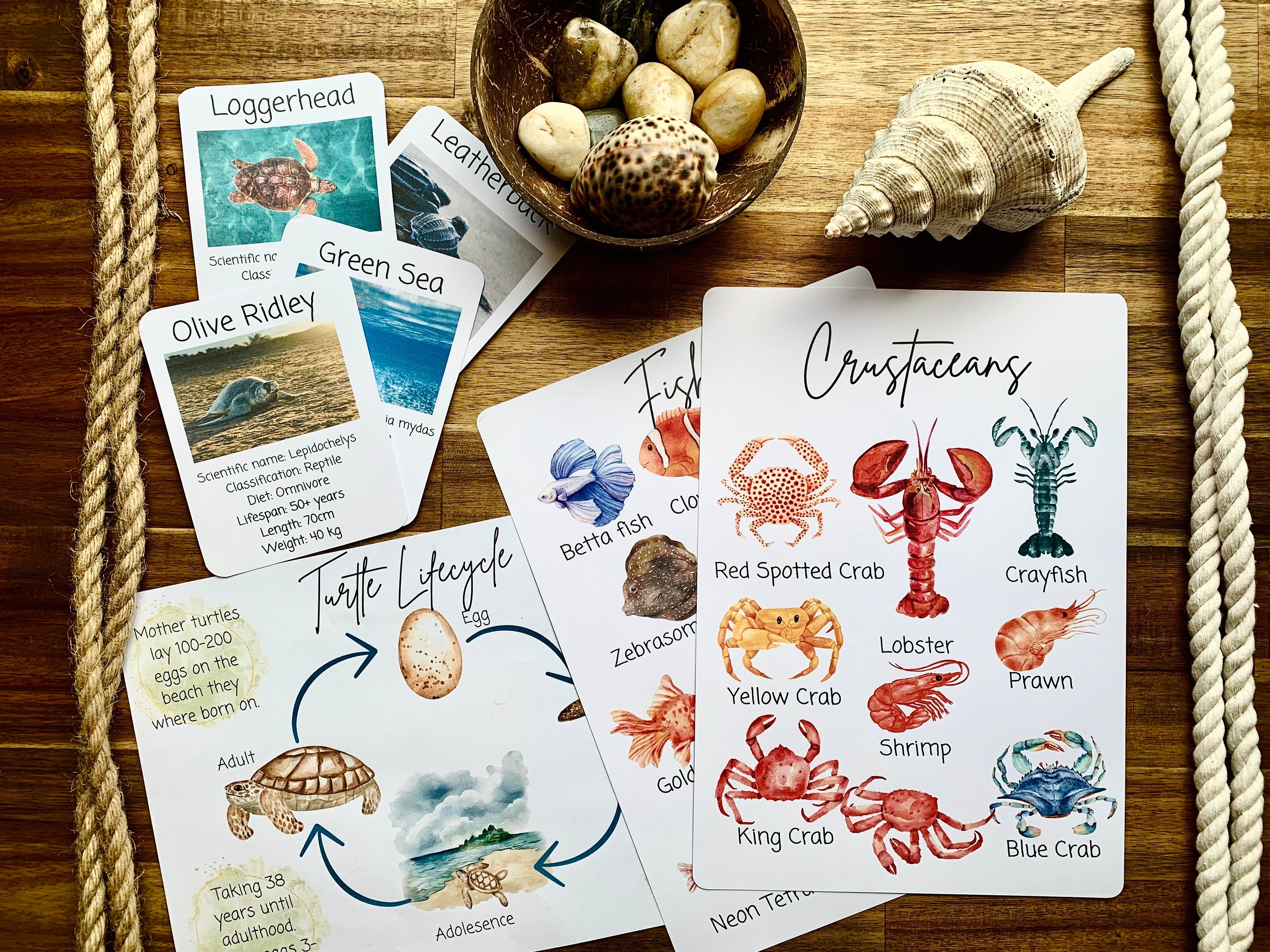 Ocean Unit Study Homeschool, Educational Resource, Morning Basket ...