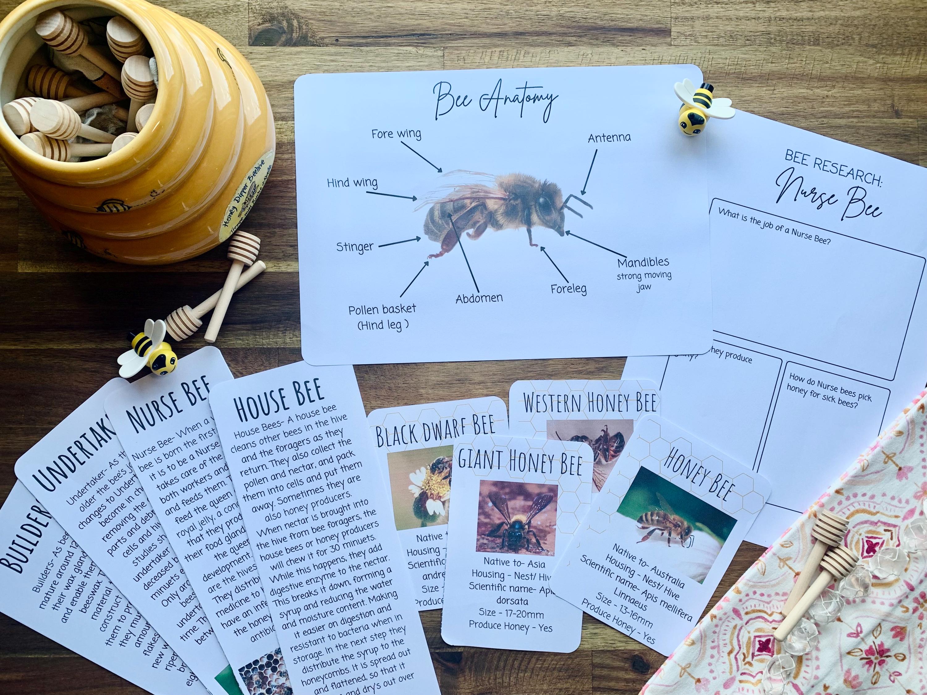 Bee Unit Study, Beekeeping Study Unit, Anatomy, Life Cycle, Nature ...