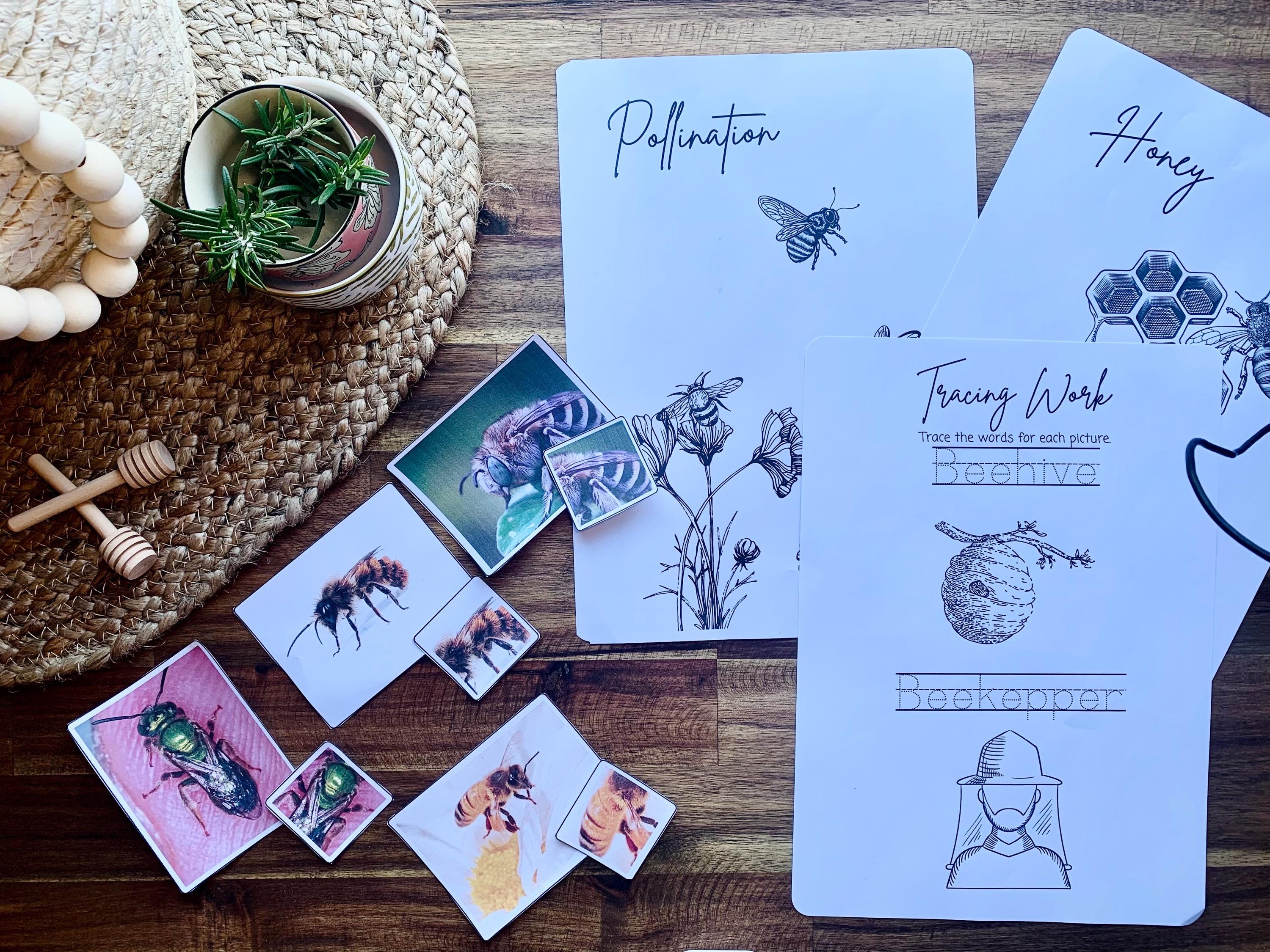 Bee Unit Study, Beekeeping Study Unit, Anatomy, Life Cycle, Nature ...