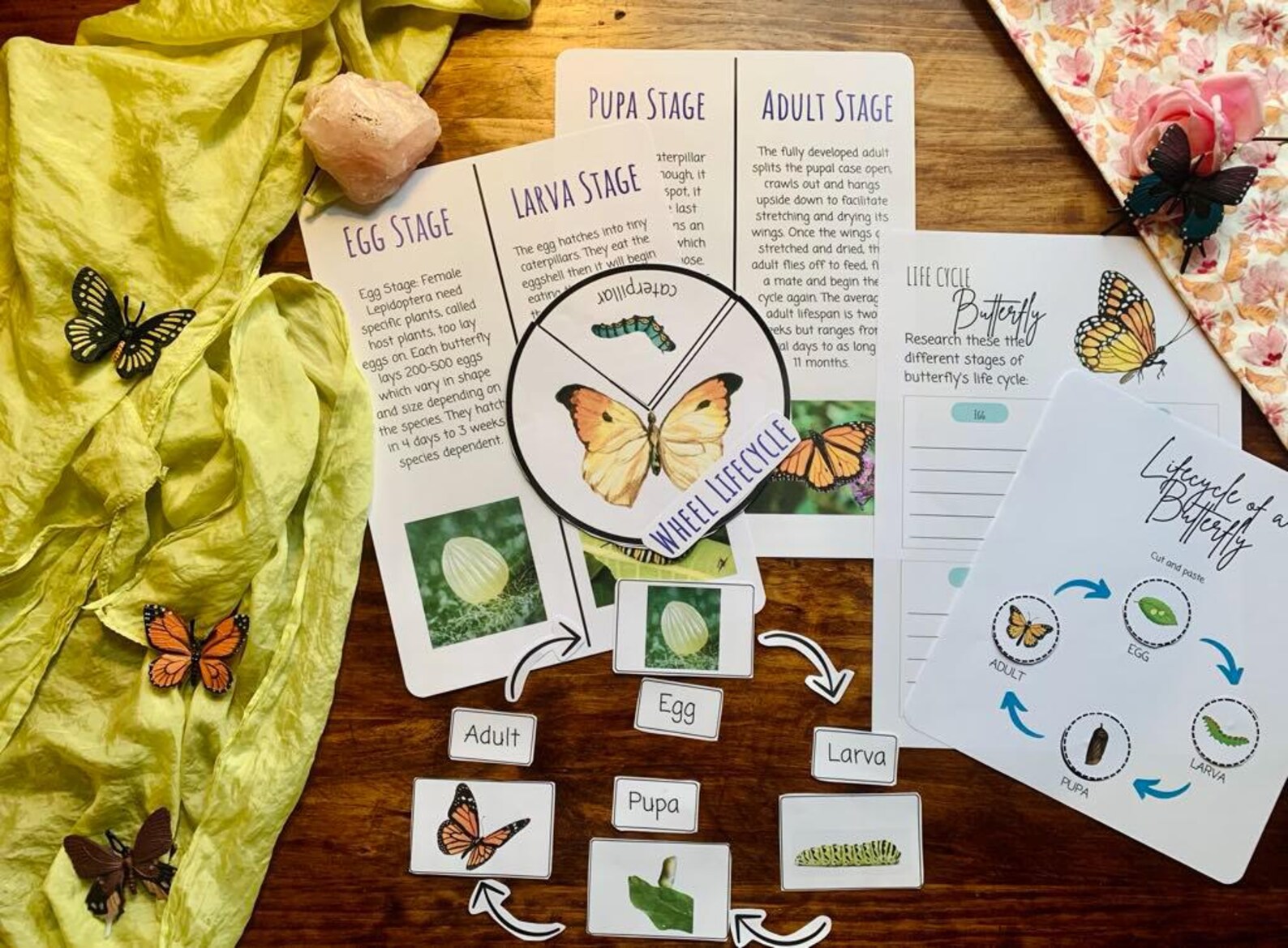 Butterfly, Caterpillar Bug Unit Study Homeschool, Educational Resource ...