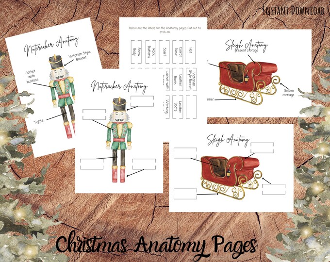 Poinsettia Unit Study, Poinsettia Anatomy and Life Cycle, Poinsettia ...