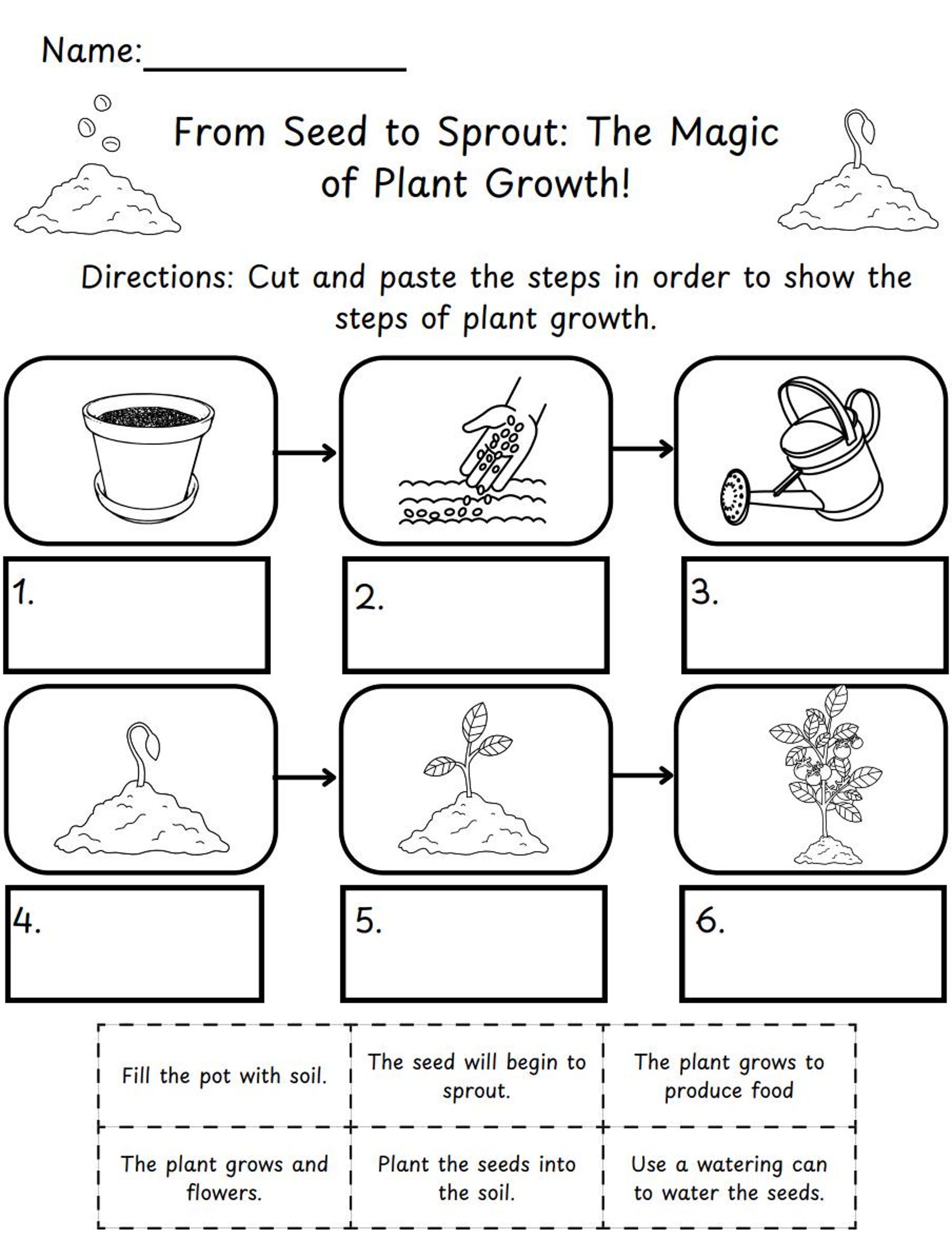 Plant Life Cycle: From Seed to Sprout | Plant Life Cycle Worksheet ...