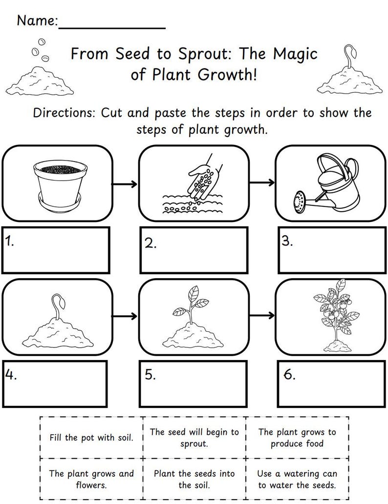 Plant Life Cycle: From Seed to Sprout | Plant Life Cycle Worksheet ...
