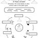 Plant Life Cycle: From Seed to Sprout | Plant Life Cycle Worksheet ...
