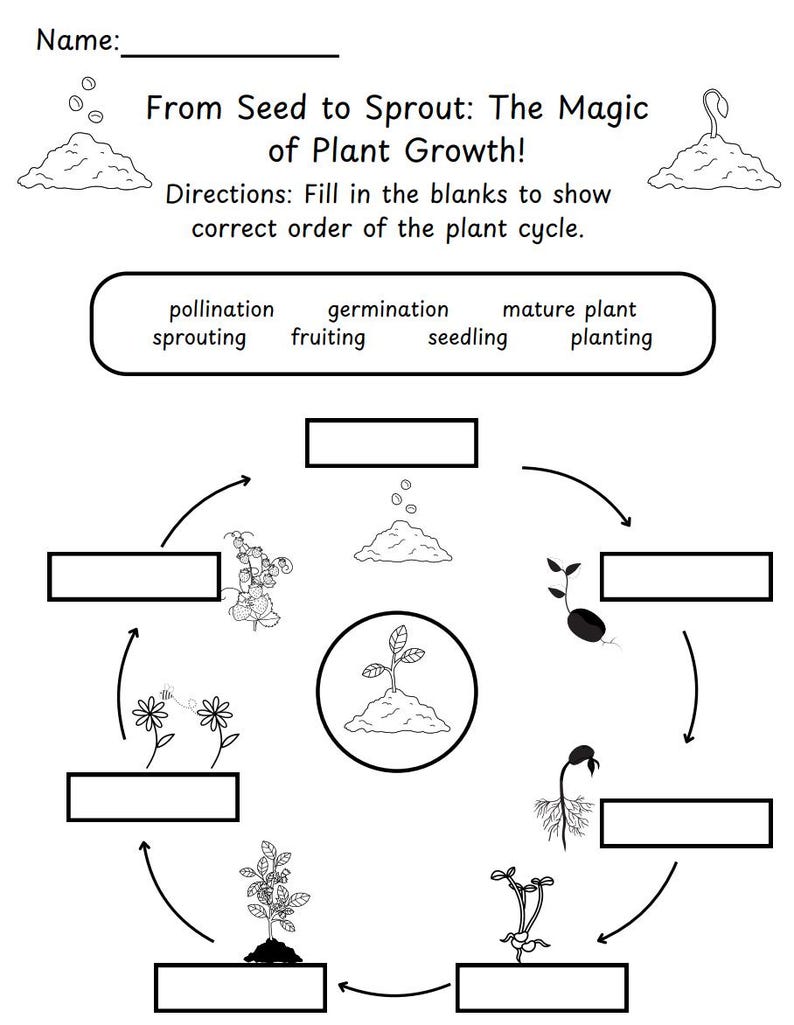 Plant Life Cycle: From Seed to Sprout | Plant Life Cycle Worksheet ...