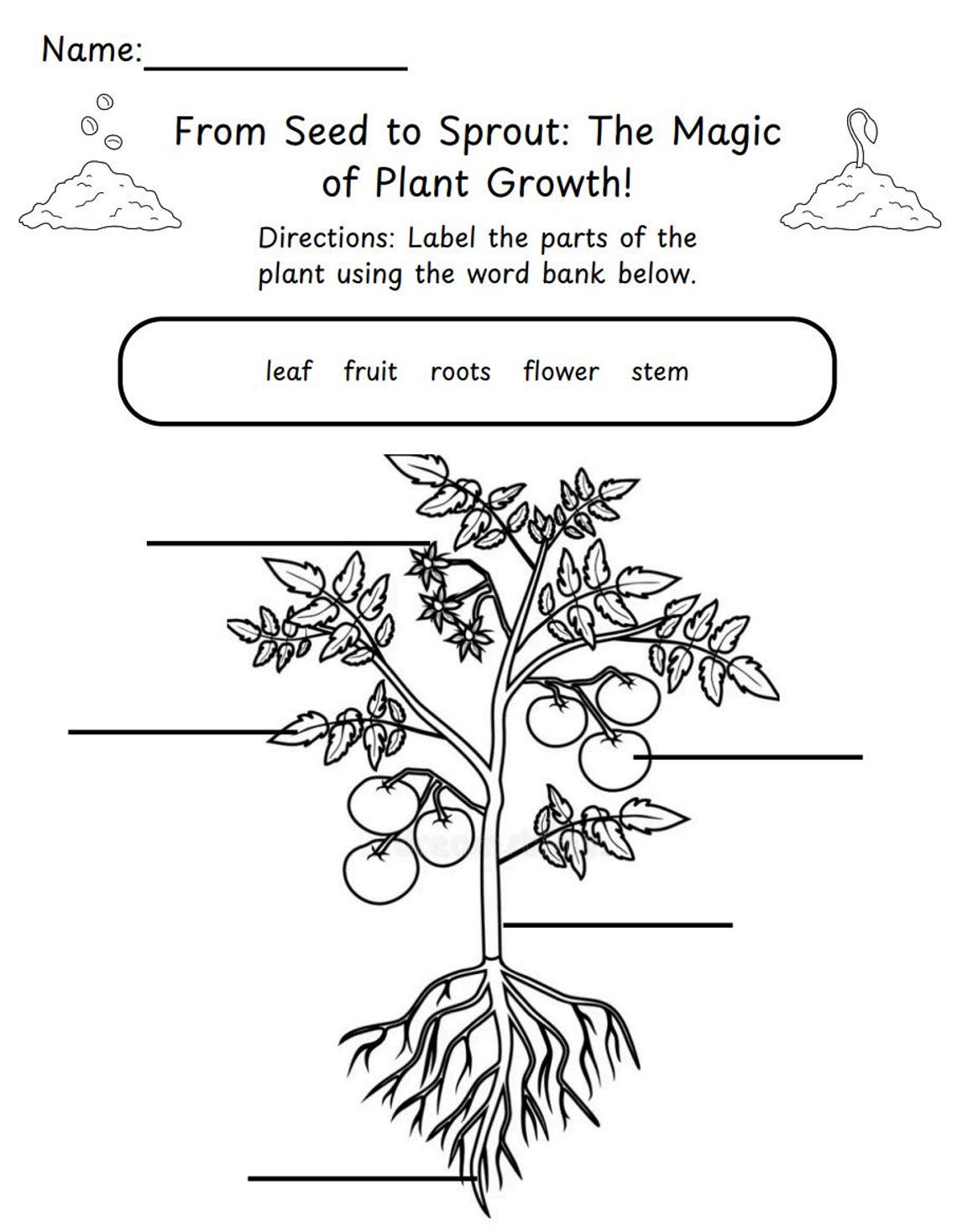 Plant Life Cycle: From Seed to Sprout | Plant Life Cycle Worksheet ...