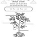 Plant Life Cycle: From Seed to Sprout | Plant Life Cycle Worksheet ...