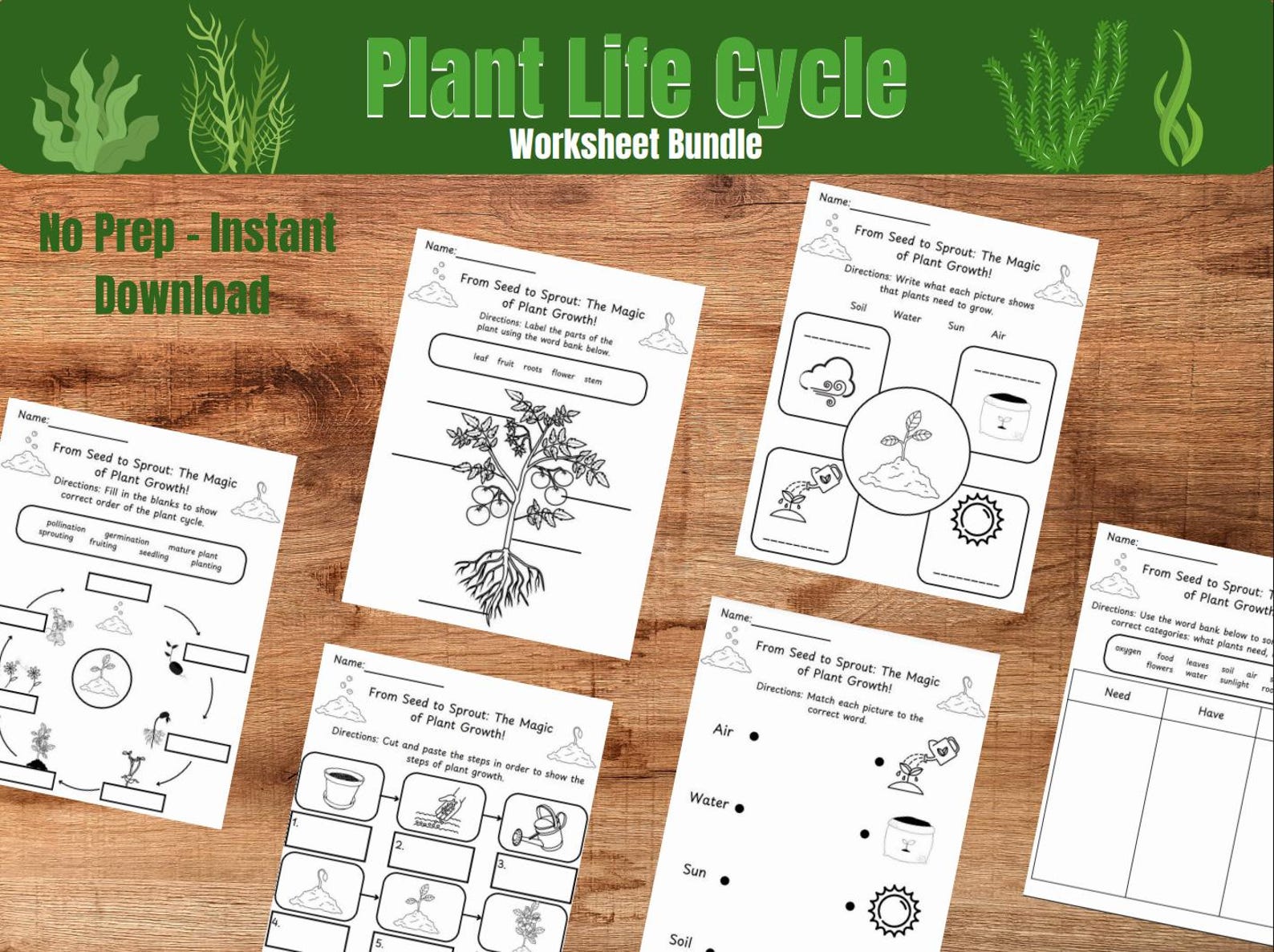 Plant Life Cycle: From Seed to Sprout | Plant Life Cycle Worksheet ...