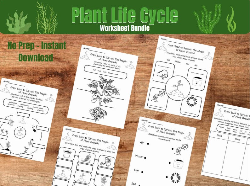 Plant Life Cycle: From Seed to Sprout | Plant Life Cycle Worksheet ...