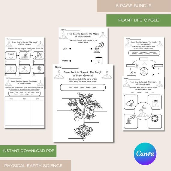 Life Cycle Of Plant For Grade 1