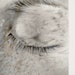 Graphite Drawing on Paper Tinted With Coffee and Watercolors, 30.5 X 40 ...