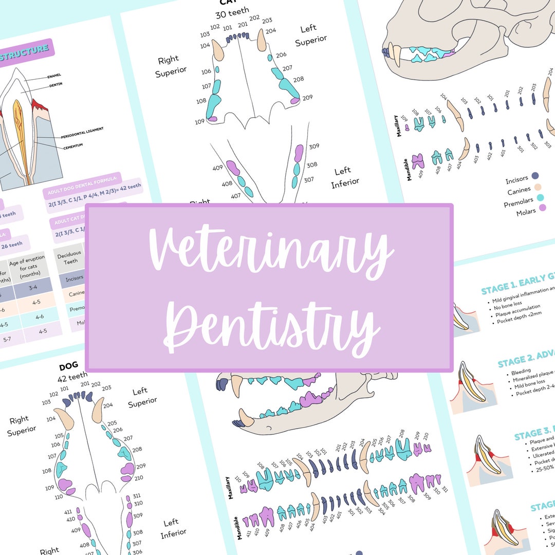 Canine and Feline Veterinary Dentistry Poster Notes, for Veterinarians ...