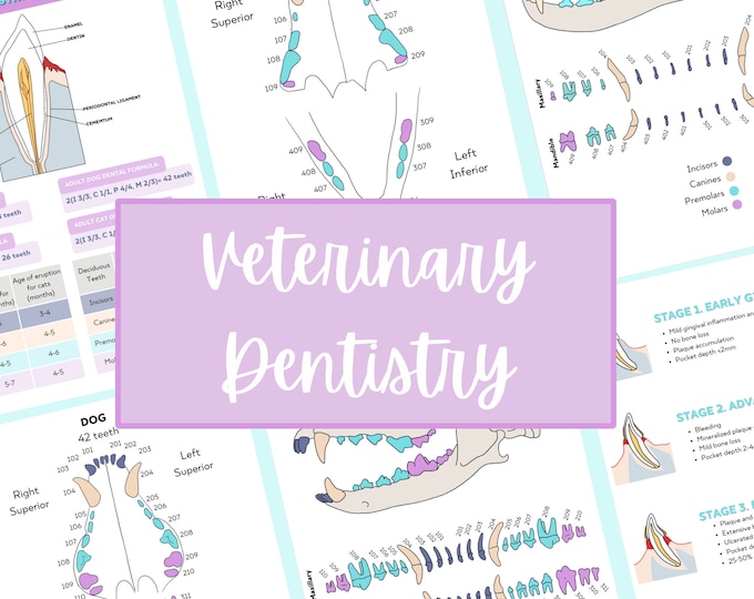Veterinary Dentistry Flashcards, Veterinary Pocket Book, Veterinary ...