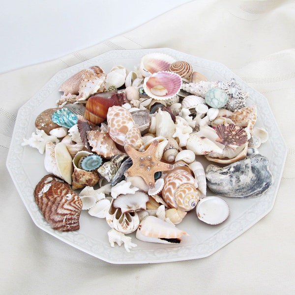 Assorted Seashells - Etsy