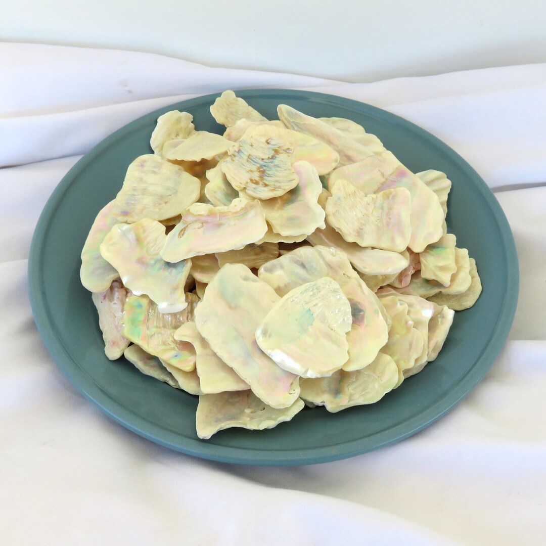 Real Bleached White Abalone Pieces for Crafting, Jewelry or Vase Filler ...