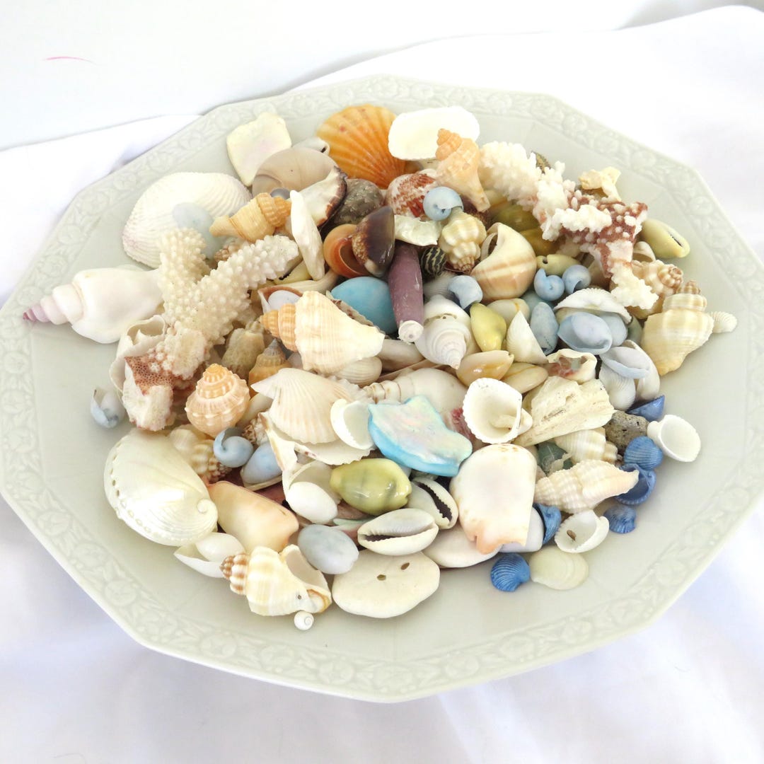 Shells Assorted, Bulk Seashells, Craft Shells, Brown White Aqua Pastels ...