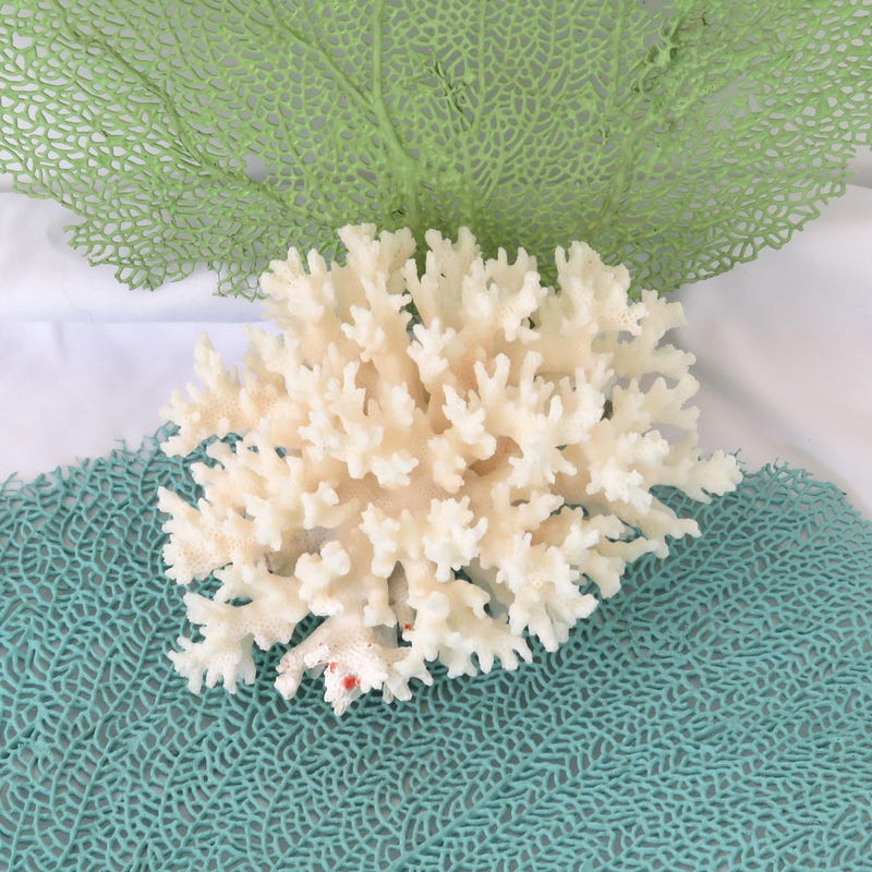 Coral - Etsy