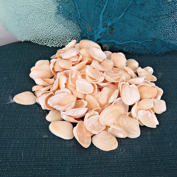 Jingle Shells - Etsy