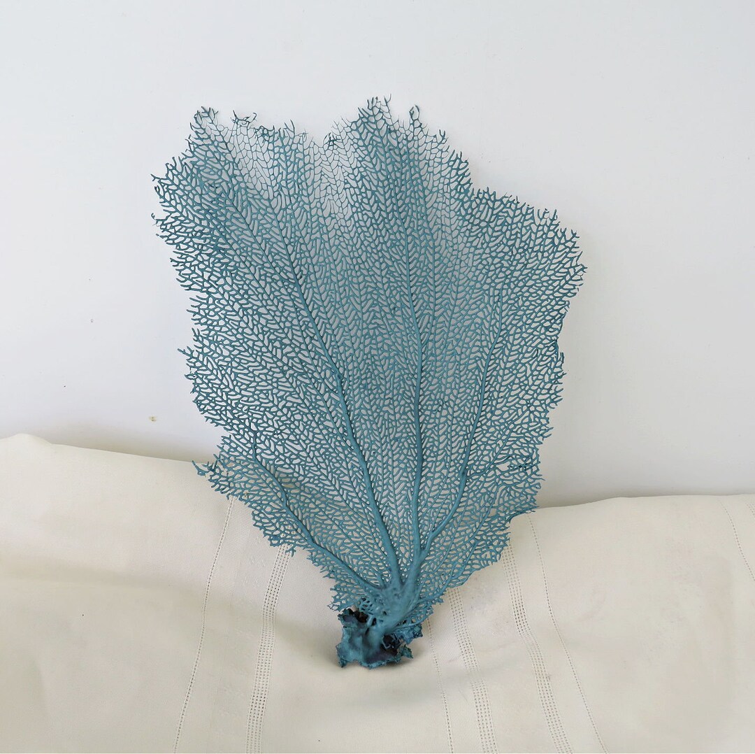 Sea Fan Coral Real Natural Seafan Softteal Blue Sea Fan 12 X - Etsy