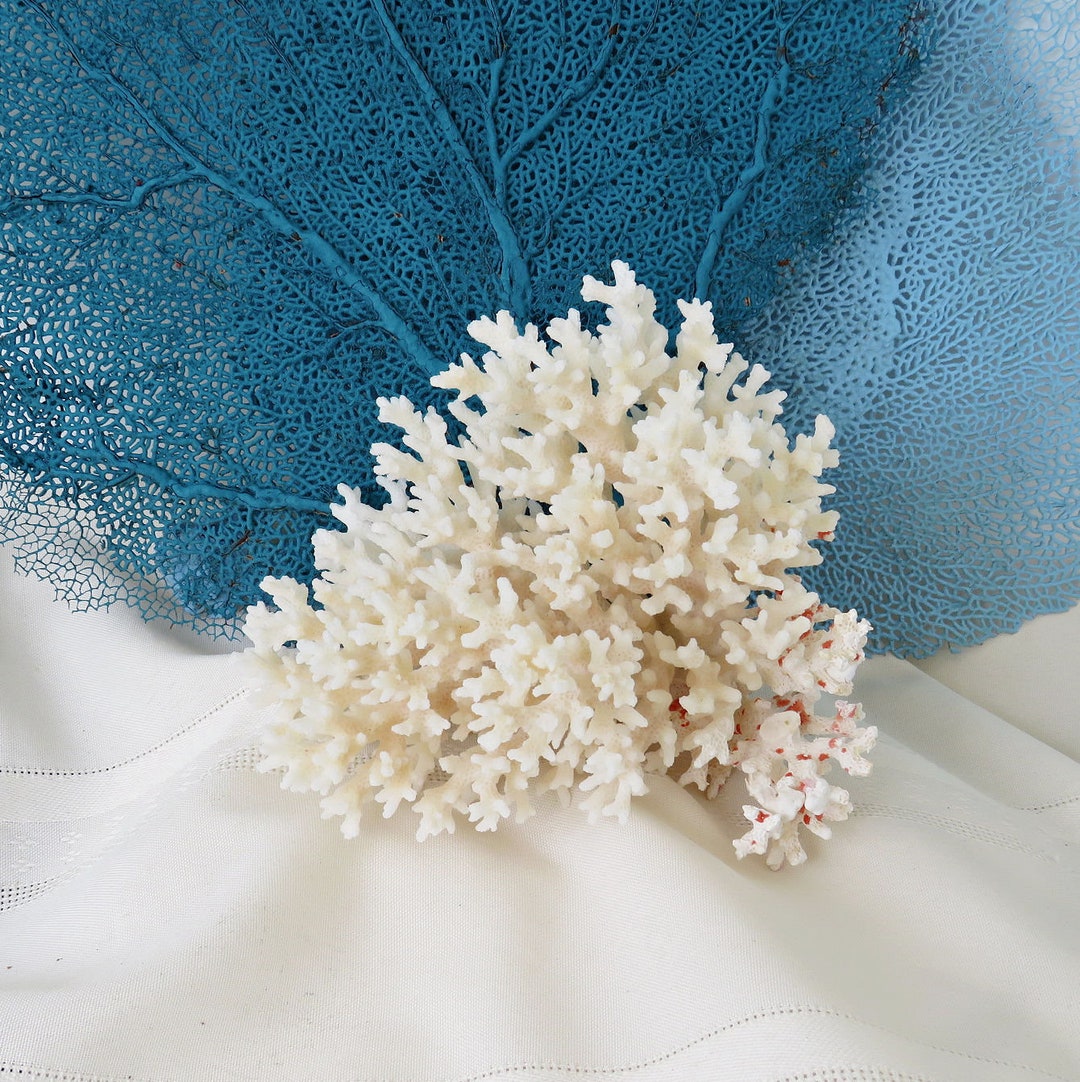 Natural White Lacy Coral Piece, Coastal Display Accent (6 X 4.5 Inch ...