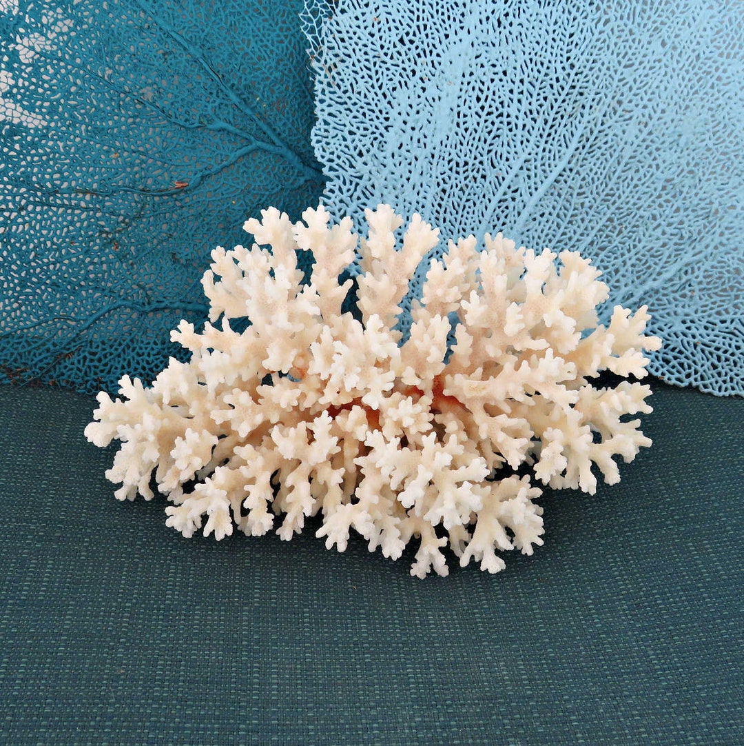 Real Coral Piece, Natural White Lacy Coral, 7 X 4.5 X 4.5 Inch Coral ...
