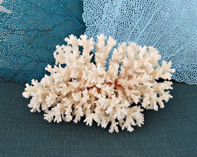 Real Coral Piece, Natural White Lacy Coral, 7 X 4.5 X 4.5 Inch Coral ...