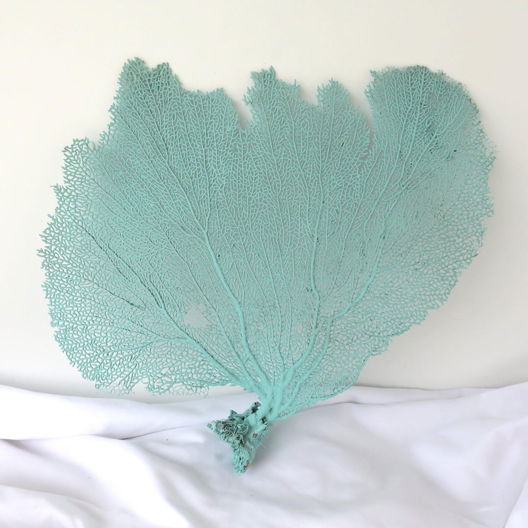 Real Sea Fan, Light Aqua Blue Sea Fan, 13 X 12 Inch Sea Fan, Beach ...
