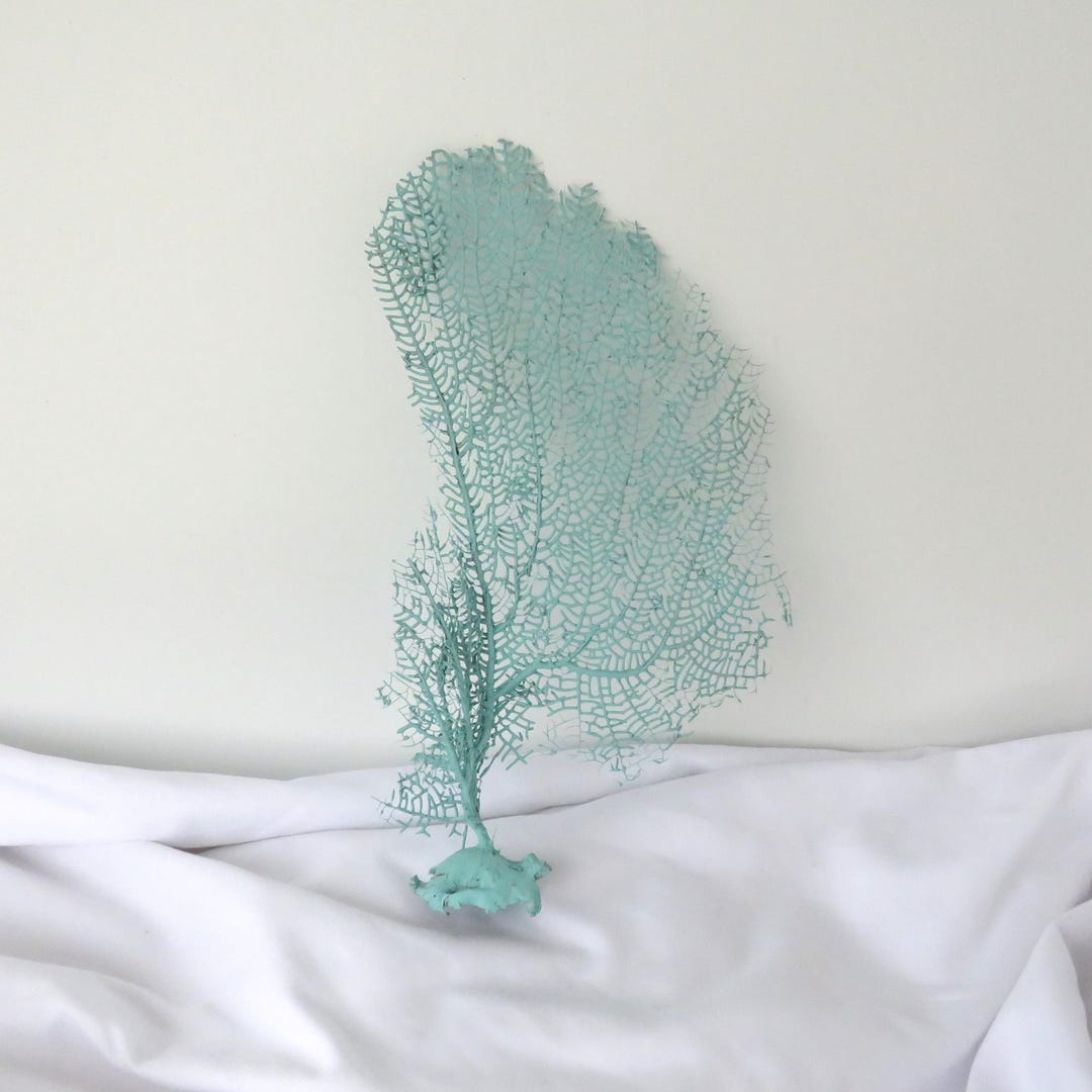 Natural Sea Fan Coral, Aqua Turquoise Blue Sea Fan 10 X 6 Inches, Beach ...