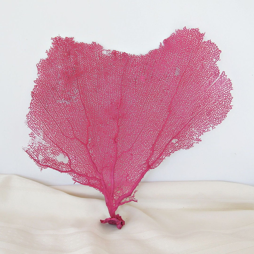 Fuschia Sea Fan 14 X 14 Inches, Real Natural Sea Fan, Fuchsia or Hot ...