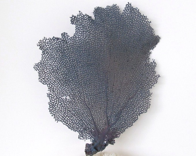 Sea Fan Nautical Navy Blue Coastal Decor - Etsy