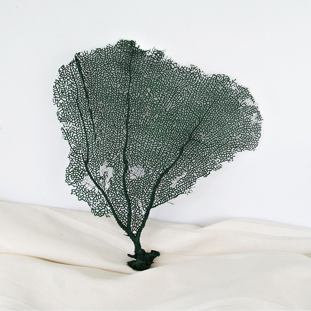 Sea Fan Hunter Green, 11 X 11 Inch Green Seafan, Hunter Dark Green ...