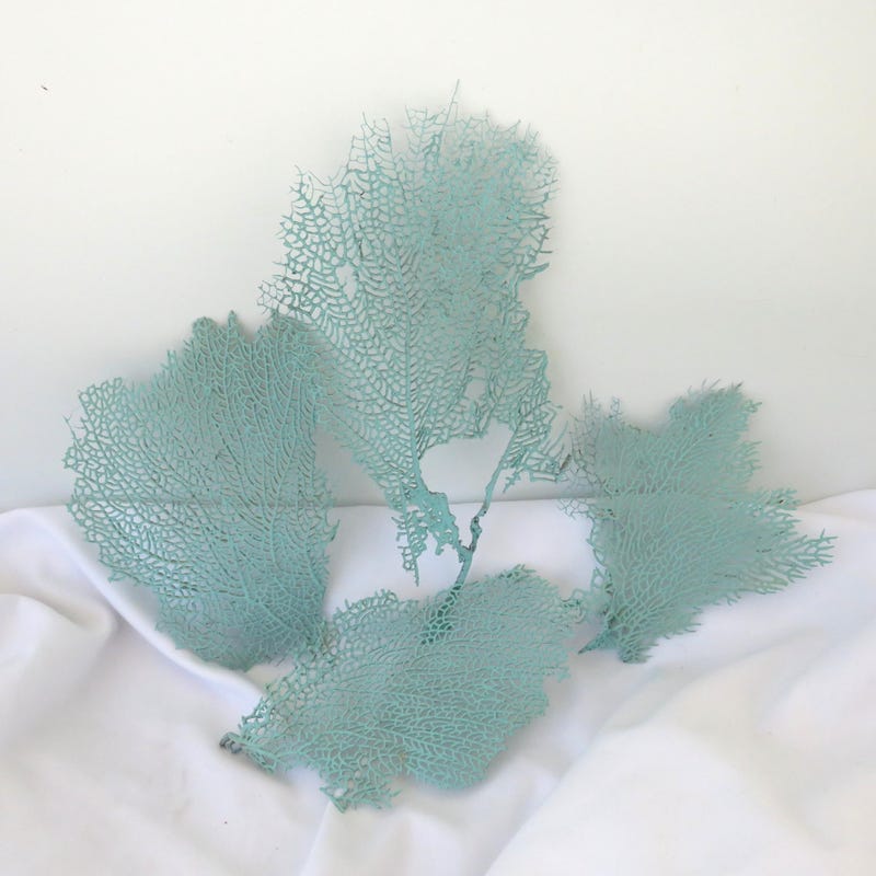 Sea Fan Coral - Etsy