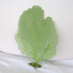 Sea Fan Coral, Real Natural Seafan, Apple or Lime Green Sea Fan 11.5 X ...