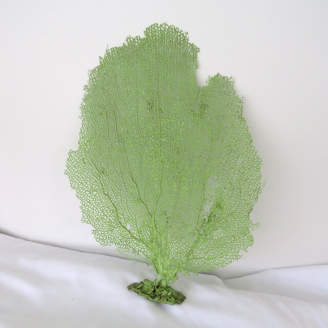 SandisShellscapes - Etsy