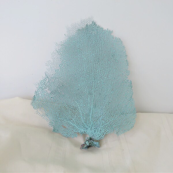 Sea Fan - Etsy