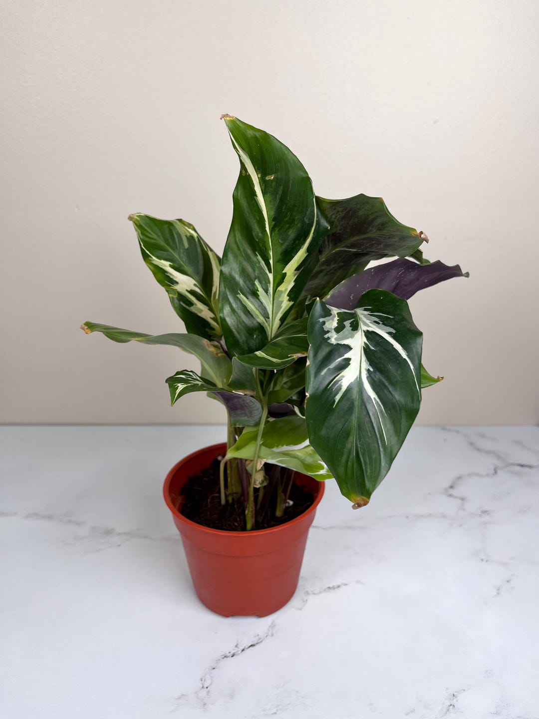 Calathea Stella Lush Low-maintenance Live Houseplant in 4" Pot – Unique ...
