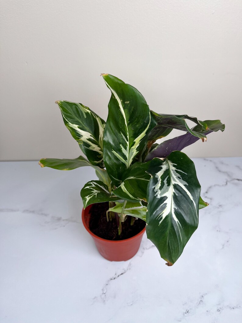 Calathea Stella Lush Low-maintenance Live Houseplant in 4" Pot – Unique ...