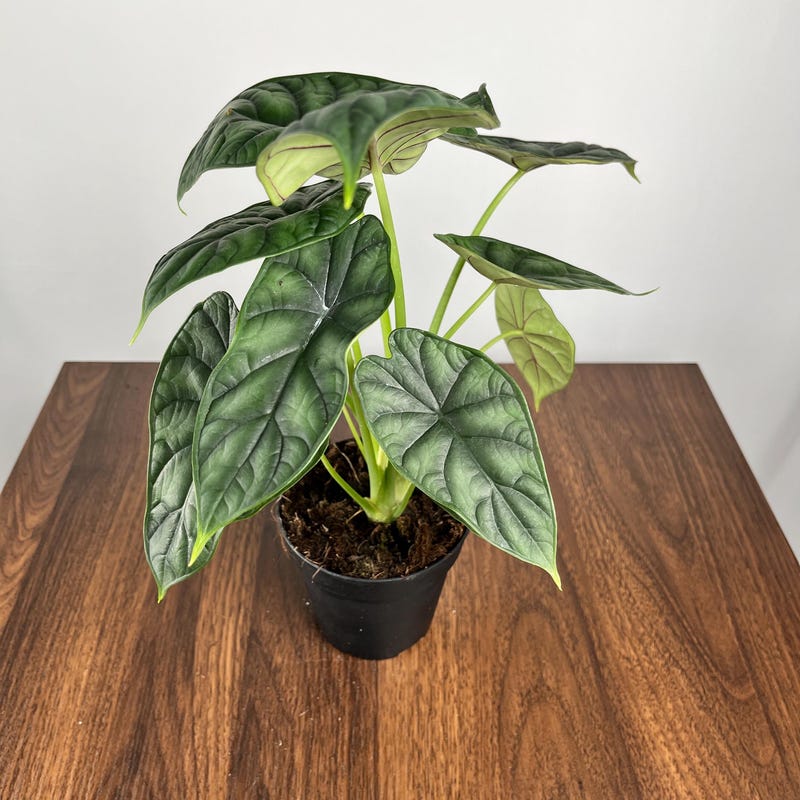 Alocasia Dragon Scale - Etsy